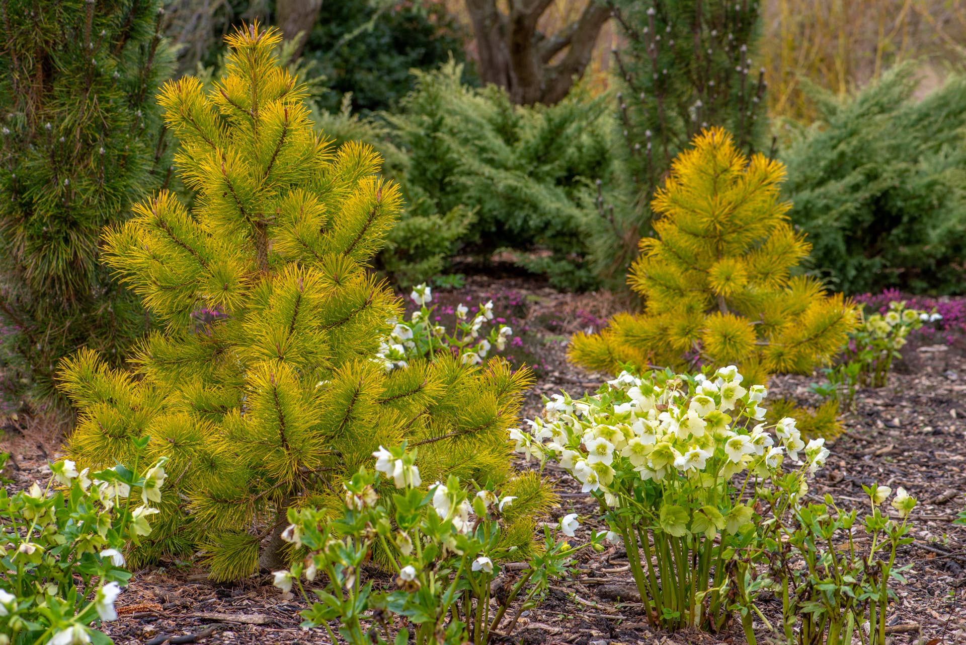 Here's Why Your Perennials Aren't Coming Back This Year - Dengarden