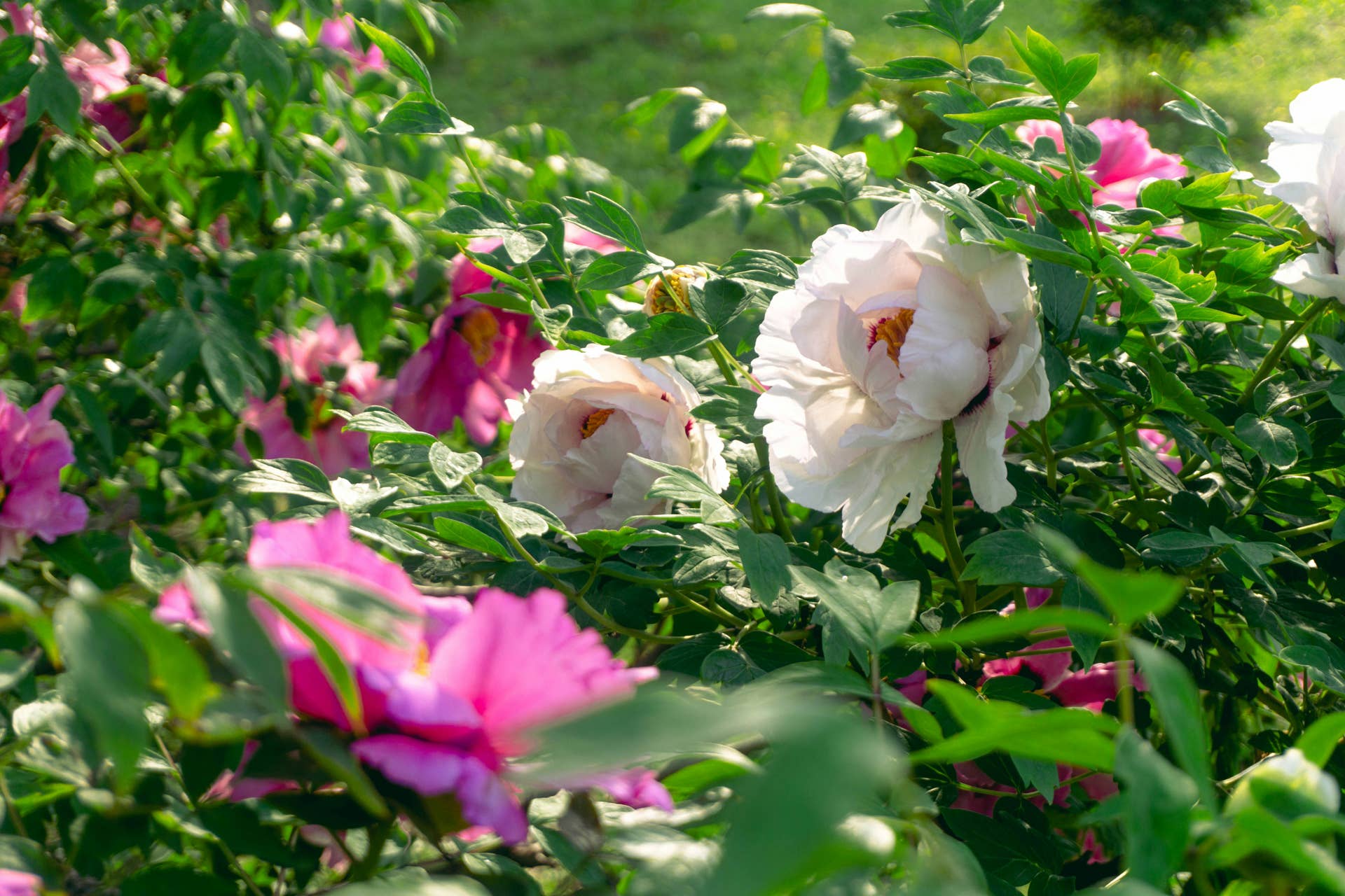 Gardening Experts Share When to Cut Back Peonies - Dengarden