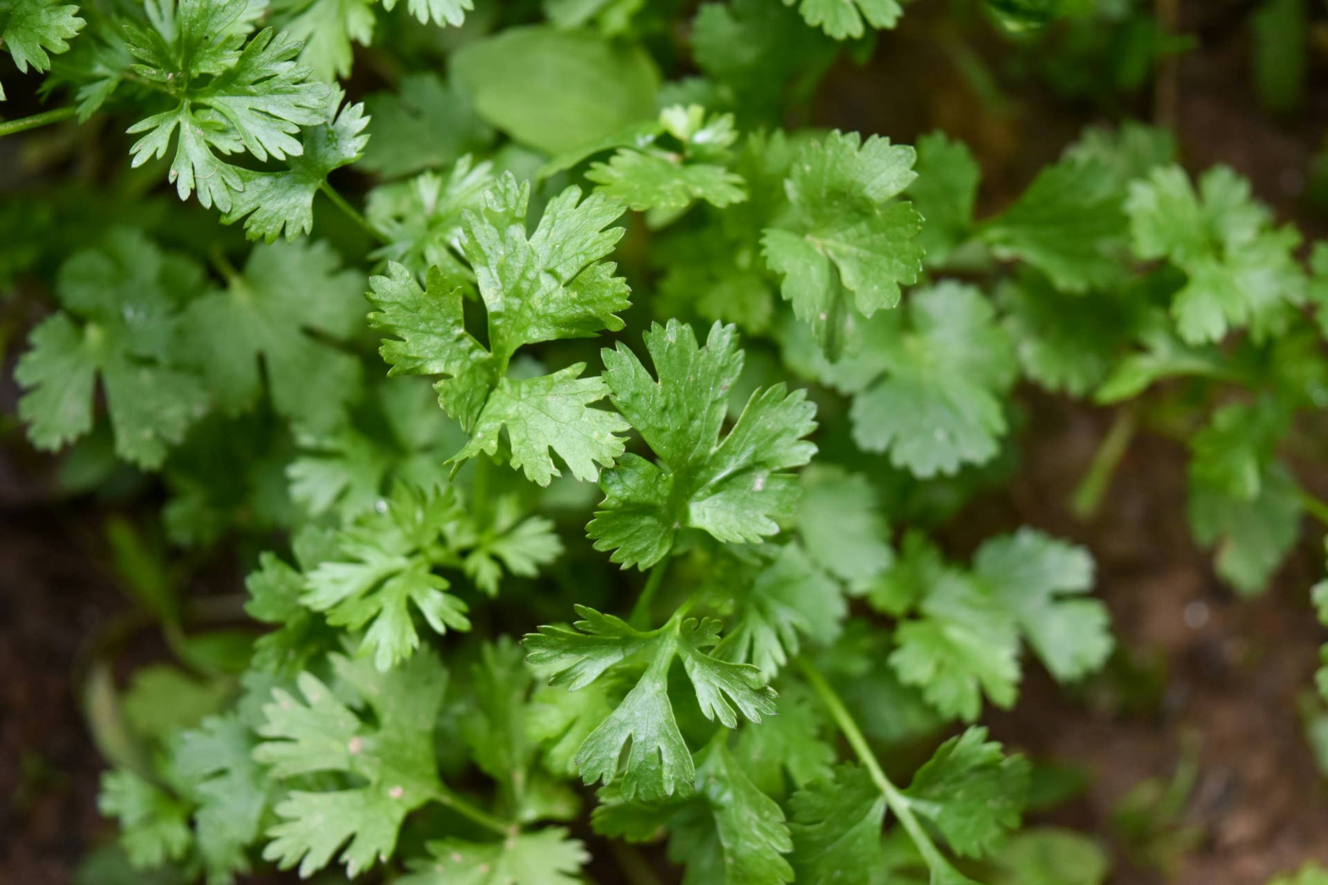11 Best Plants for a Productive Part-Shade Vegetable Garden - Dengarden