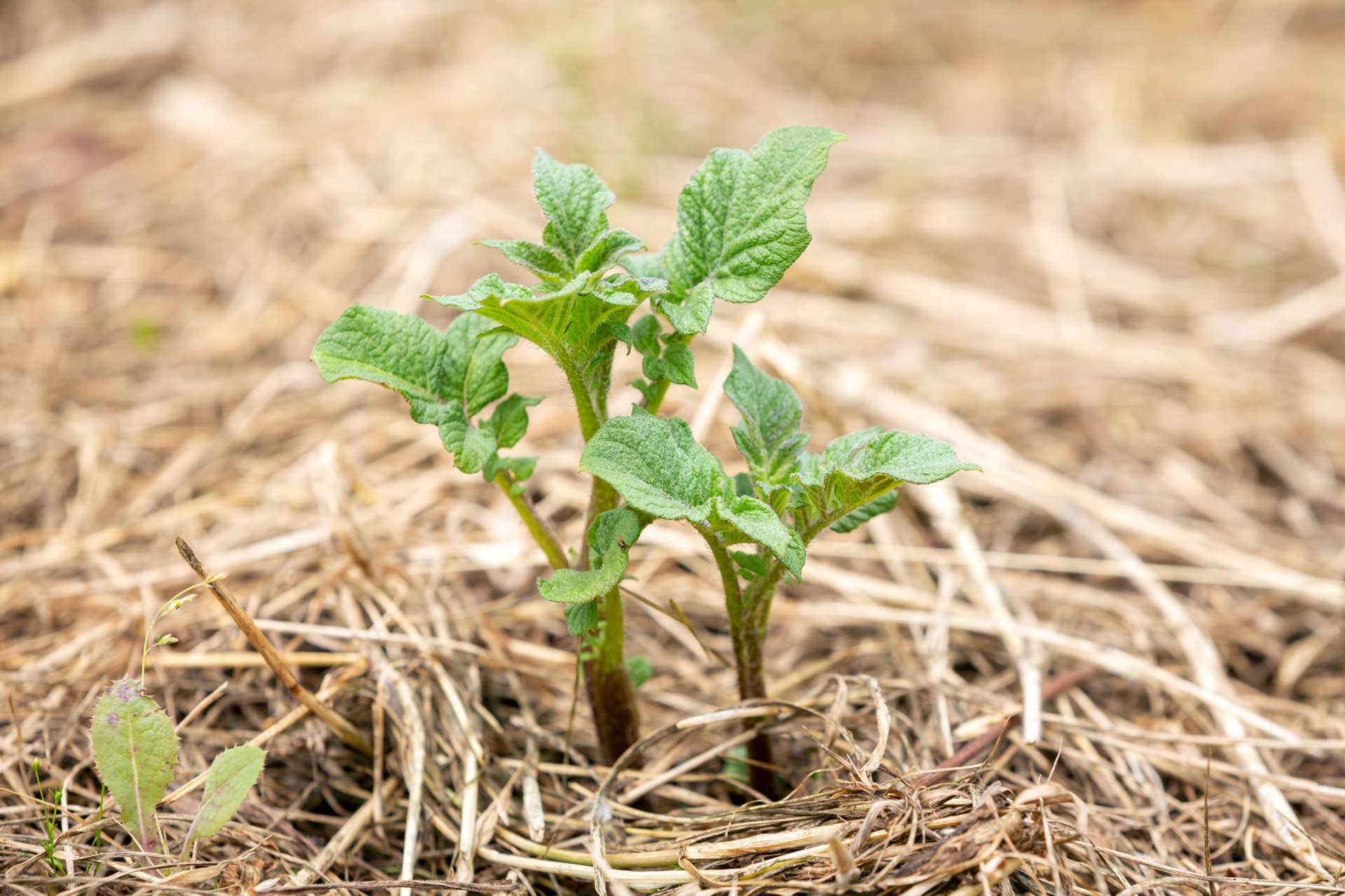 Try No-Dig Potato-Growing Method for a Bumper Potato Crop - Dengarden