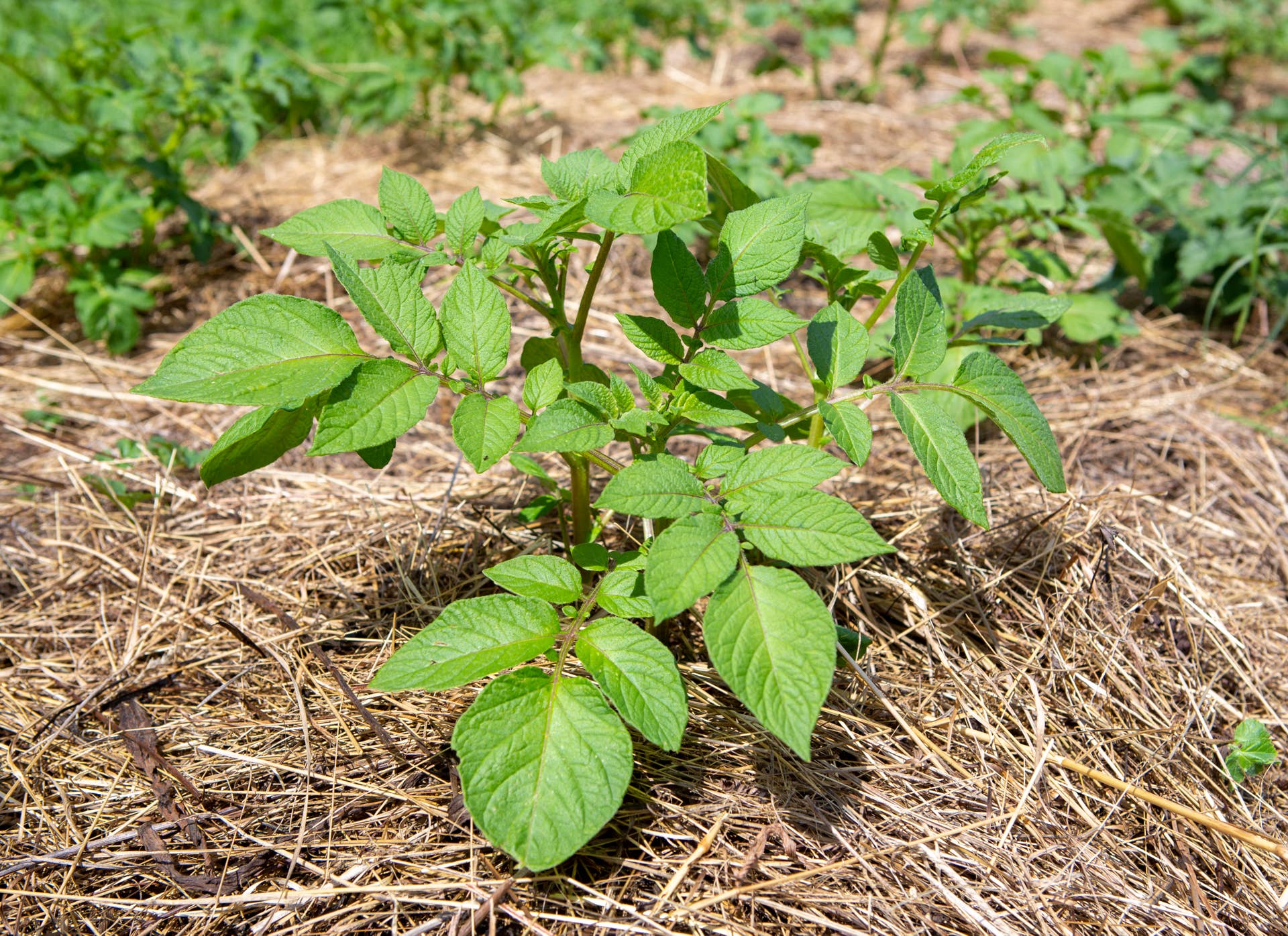 Try No-Dig Potato-Growing Method for a Bumper Potato Crop - Dengarden