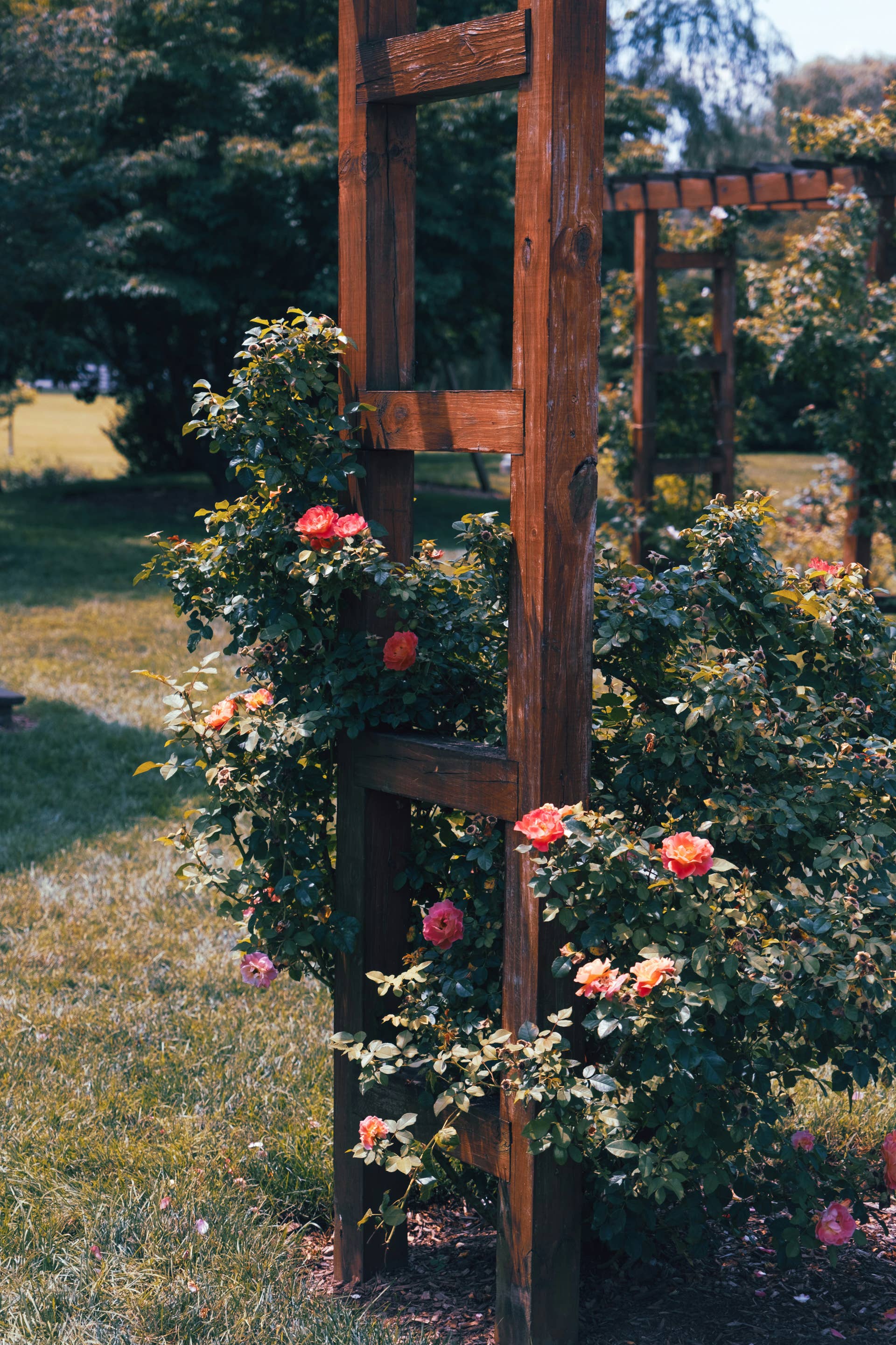 Gardener Gives an Old Ladder New Life as a Stunning Vegetable Trellis ...