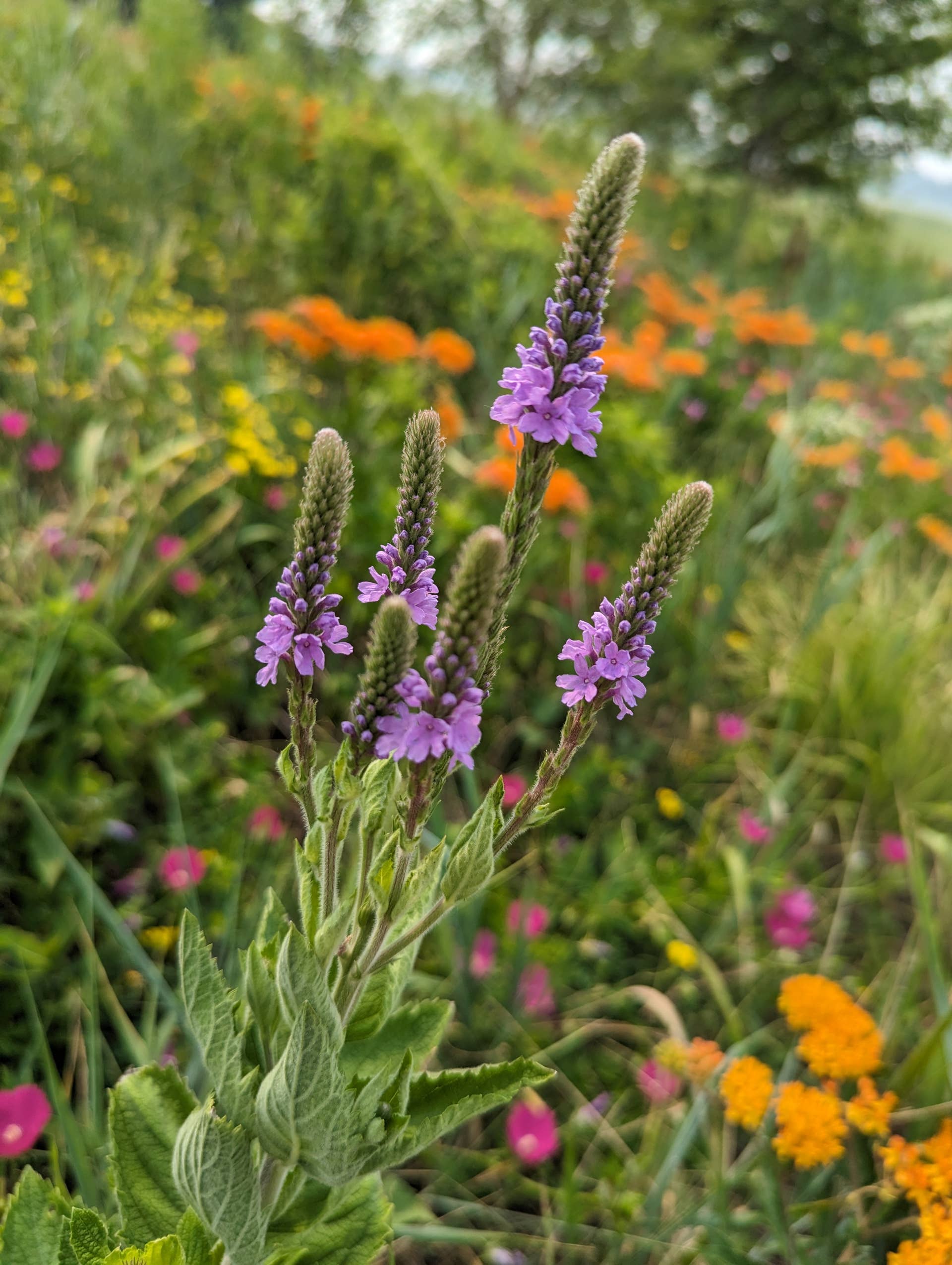 Low-Maintenance Landscaping: Create an Easy-to-Manage Yard - Dengarden
