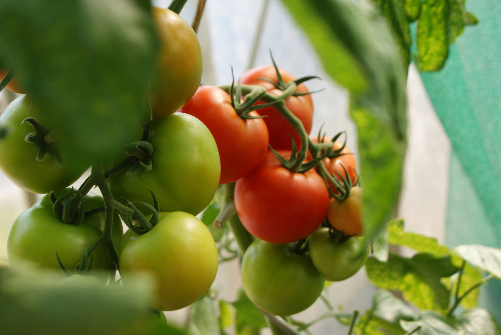 Gardener Shares How She Built Her Mother-in-Law's Picturesque Garden ...