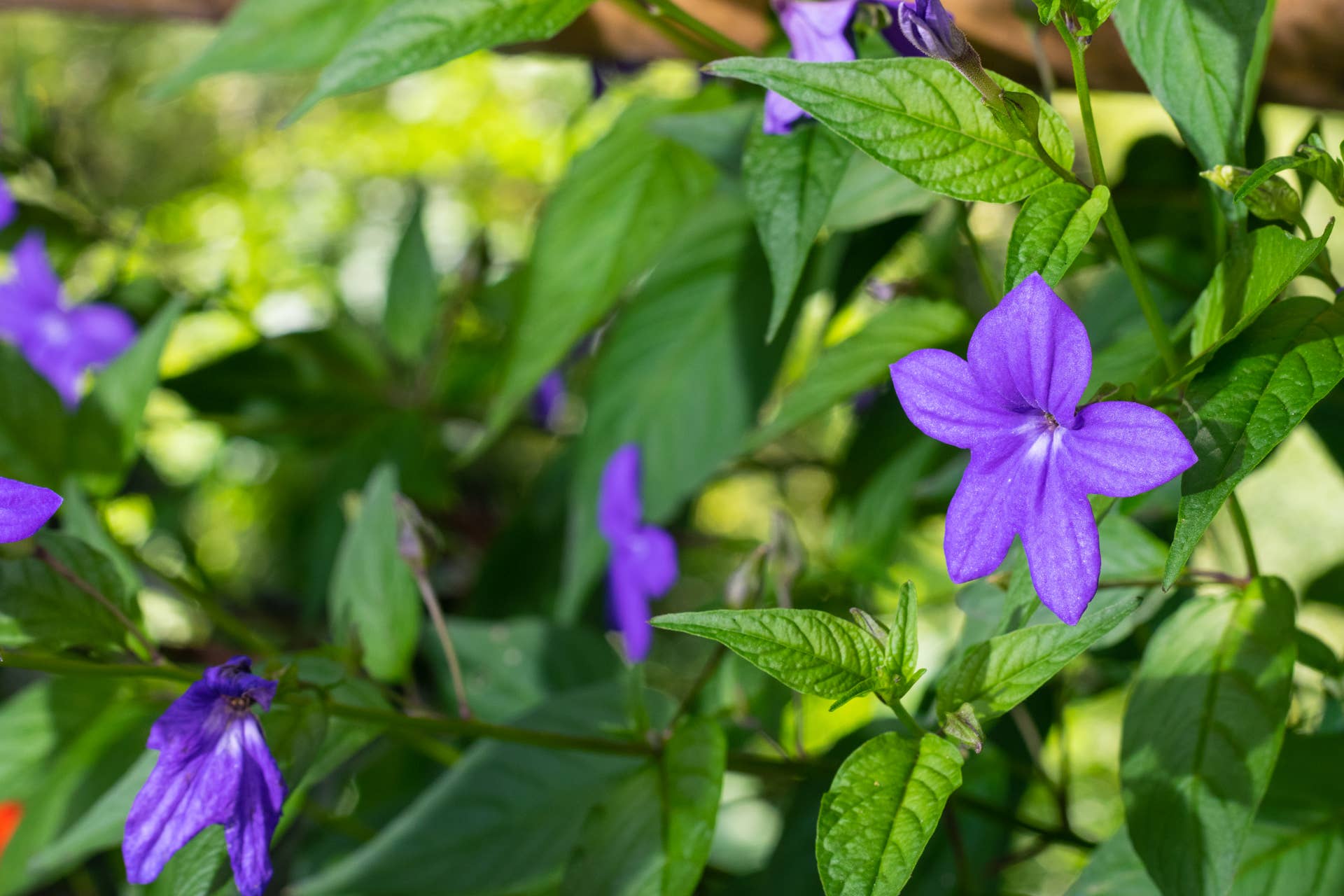 The 22 Best Flowers for Shade - Dengarden