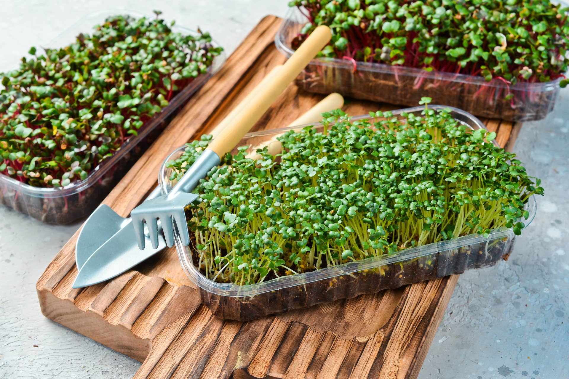 Grow Microgreens in 7 Days With These Expert Gardener Tips - Dengarden