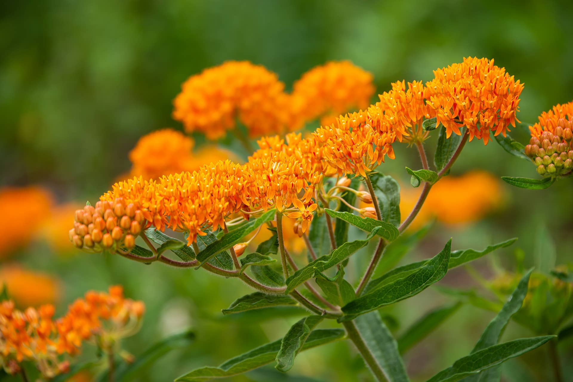 Gardening: Tips, DIY Projects, Plant Care & Outdoor Ideas - Dengarden