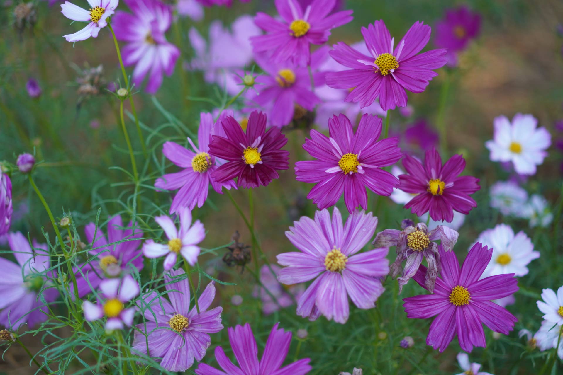 Plant These Now: 10 Full-Sun Annuals That Bloom Fast - Dengarden