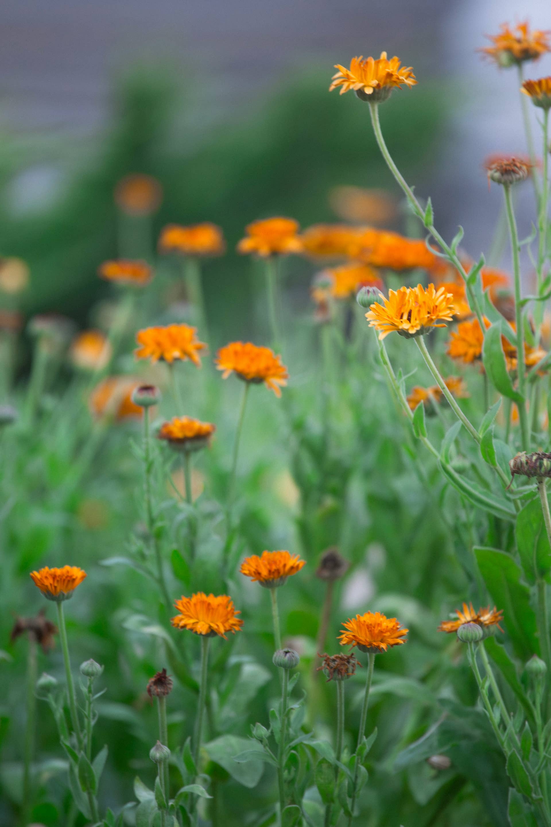 Plant These Now: 10 Full-Sun Annuals That Bloom Fast - Dengarden