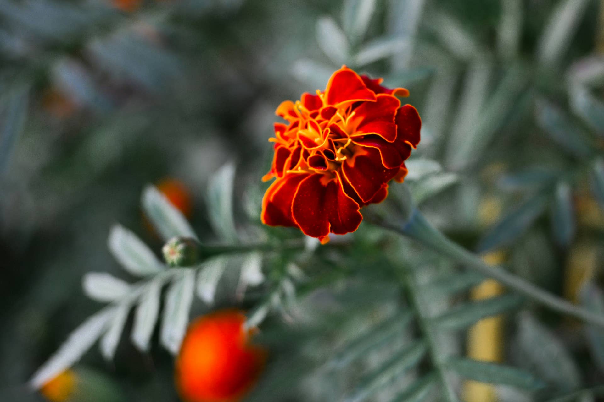 Plant These Now: 10 Full-Sun Annuals That Bloom Fast - Dengarden