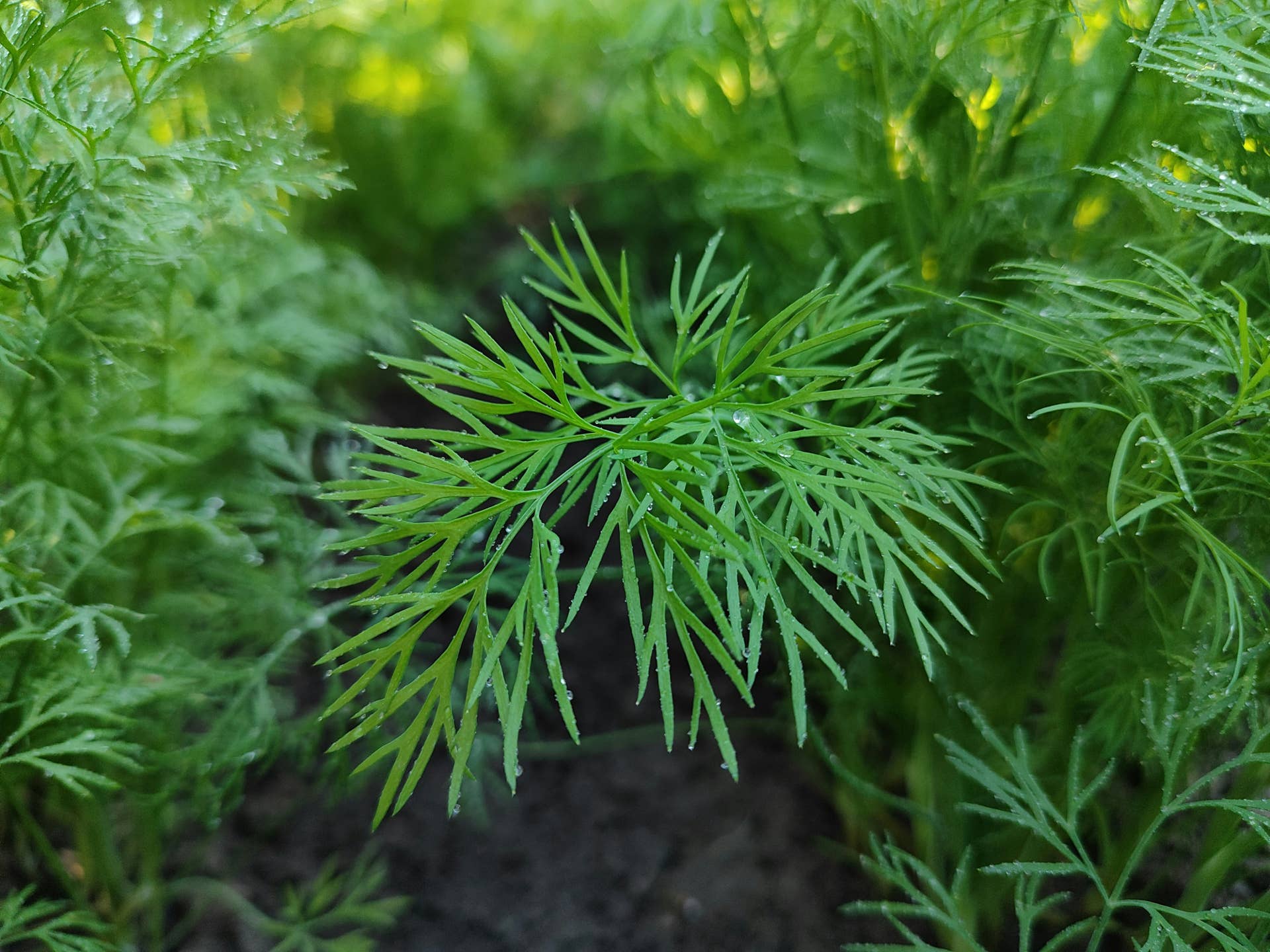 11 Best Plants for a Productive Part-Shade Vegetable Garden - Dengarden
