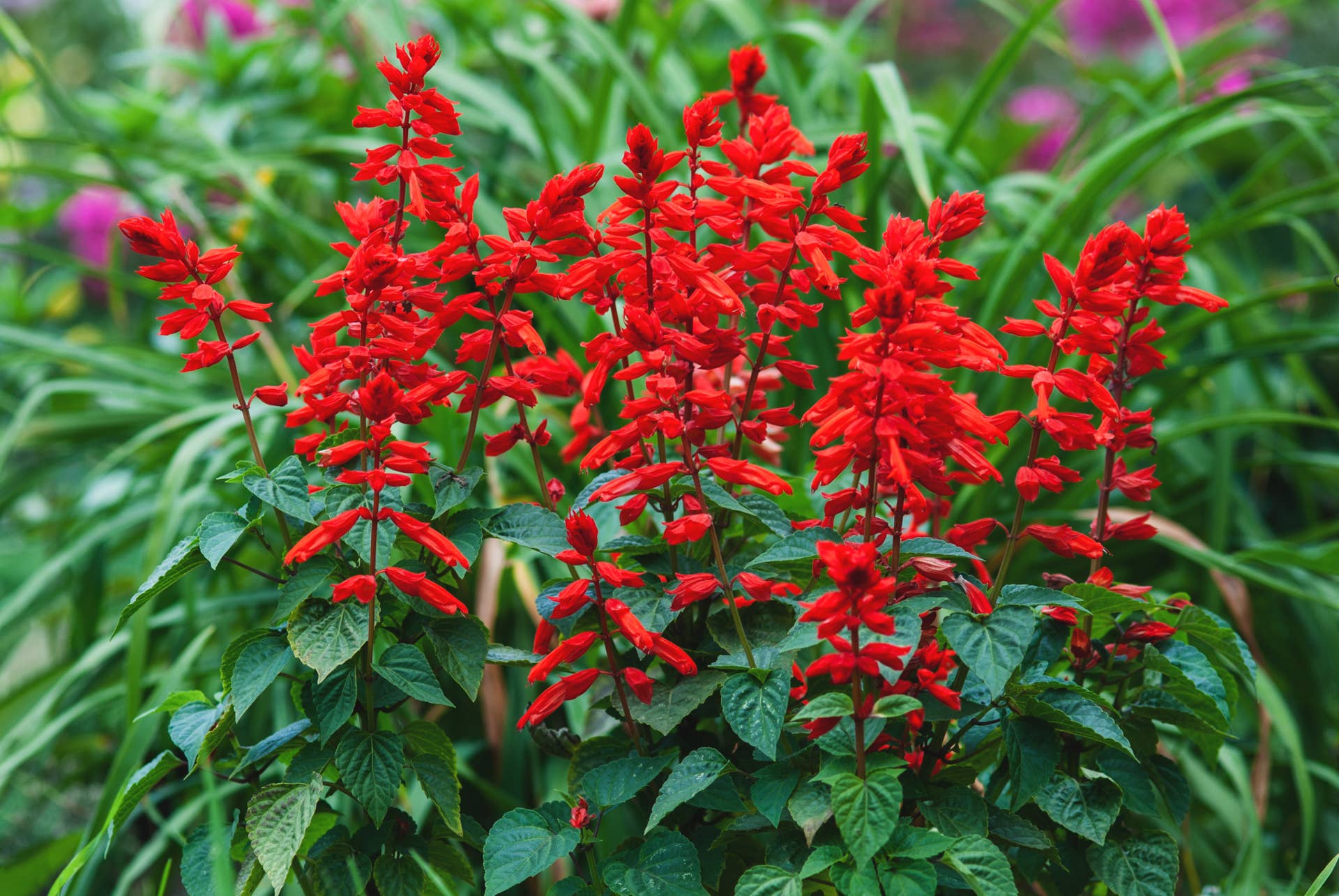 Why Hummingbirds Love Salvia - Dengarden