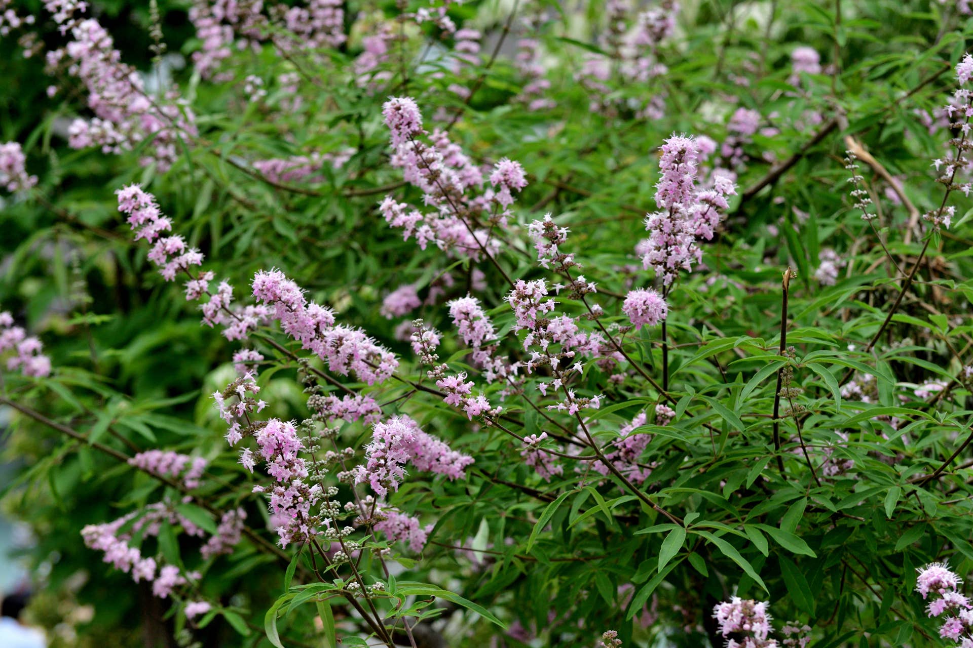 7 Easiest Native Plants to Grow to Attract Pollinators - Dengarden