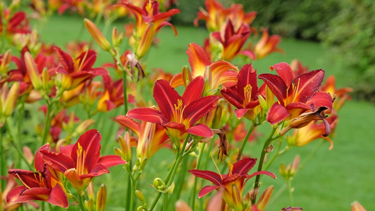 What's Wrong With Ditch Lilies? Why You Should Never Plant Them - Dengarden
