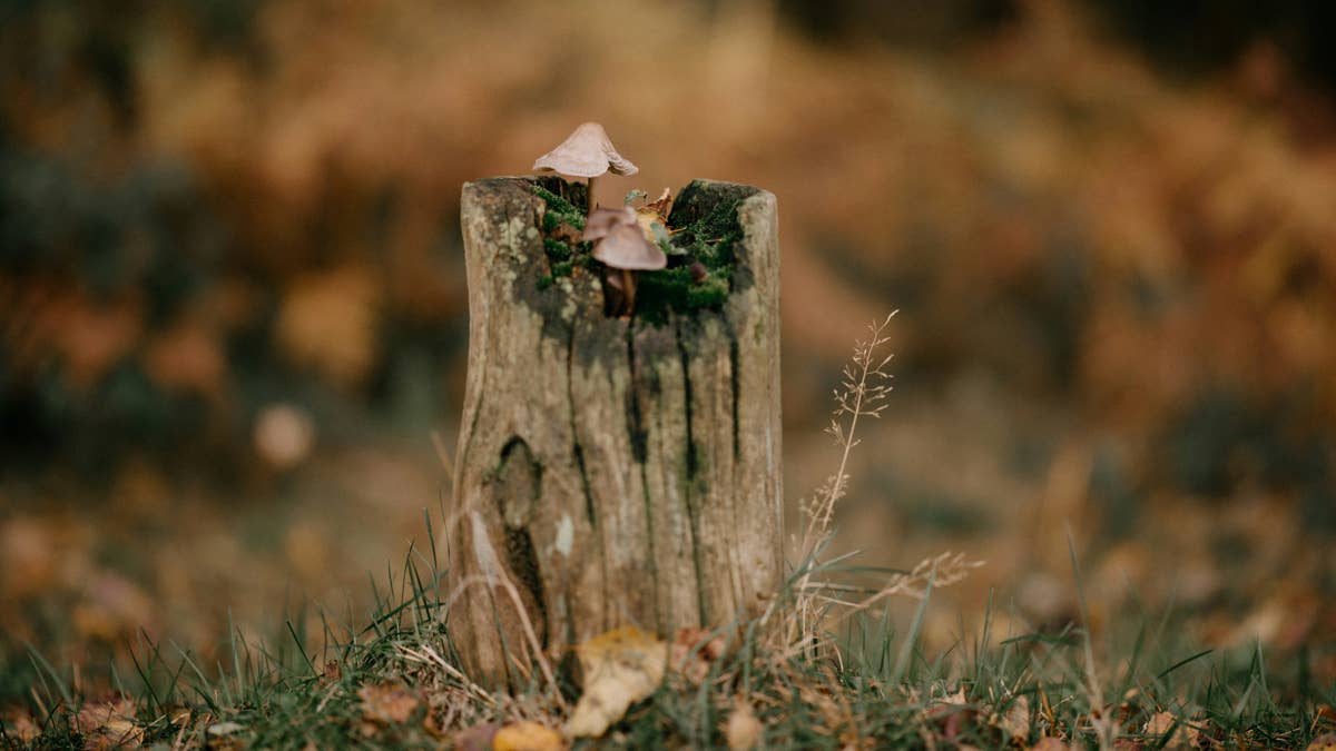 Turn a Tree Stump Into a Whimsical Mushroom Garden DIY - Dengarden