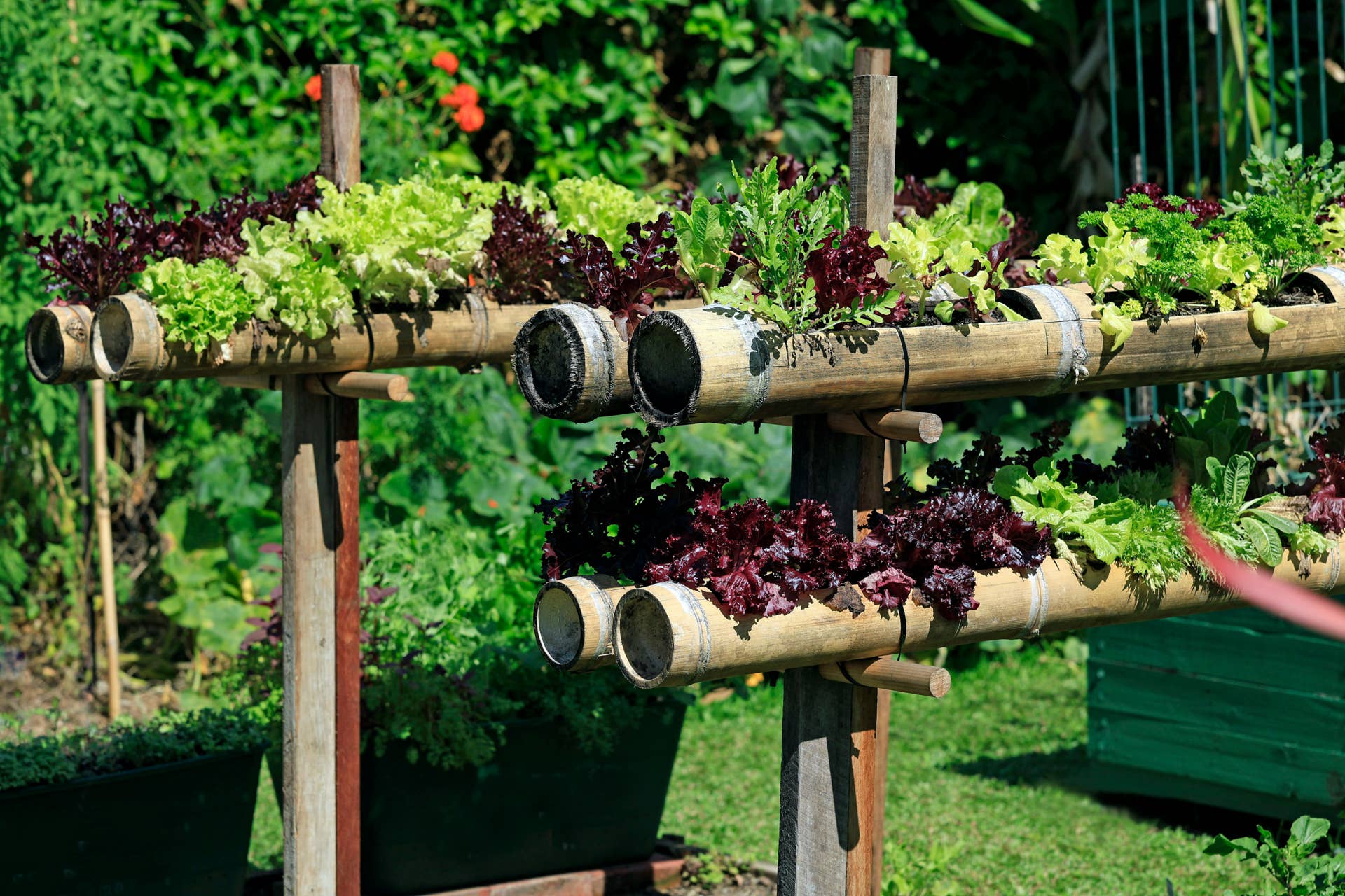 How to Grow Lettuce Like a Pro - Dengarden