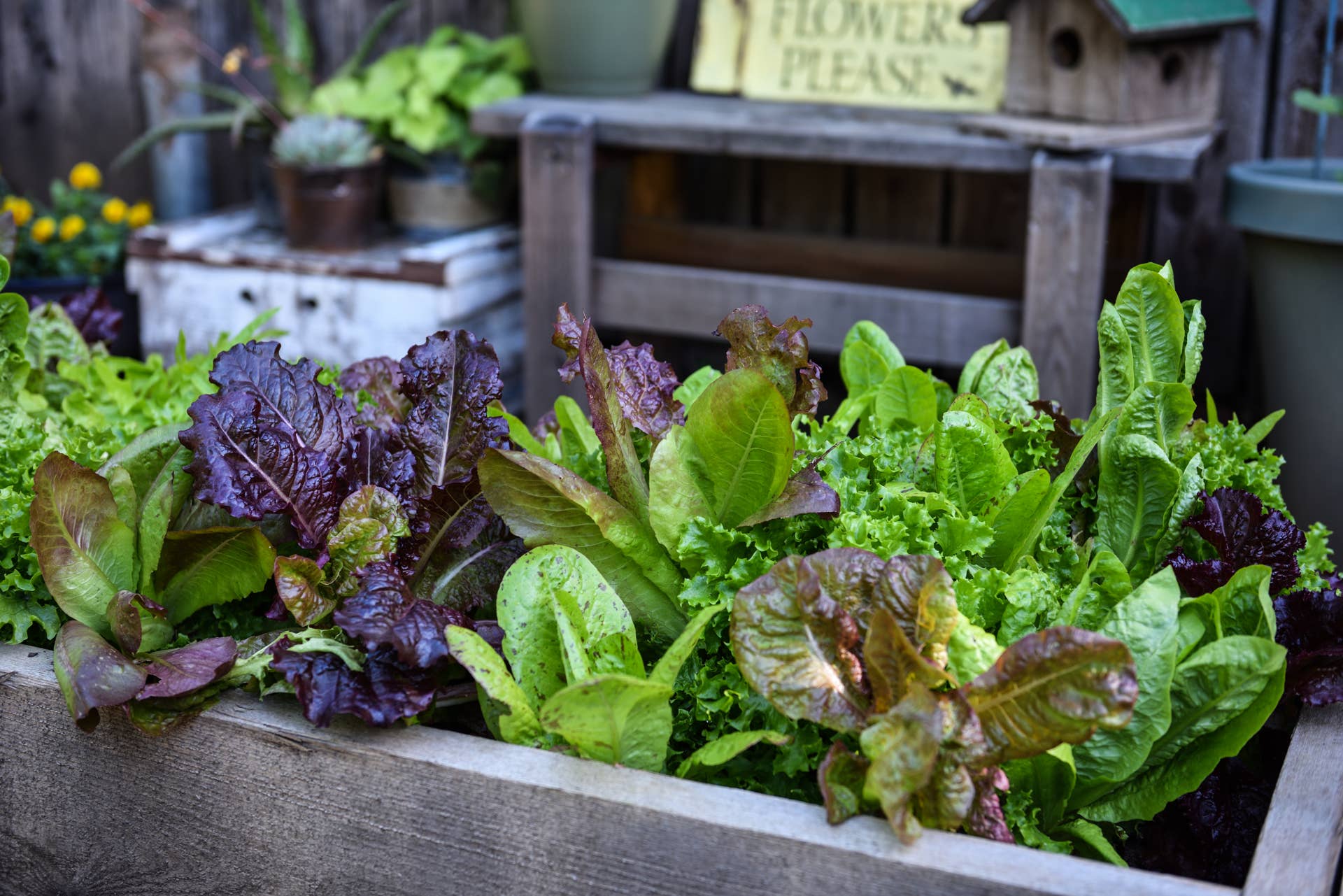How to Grow Lettuce Like a Pro - Dengarden