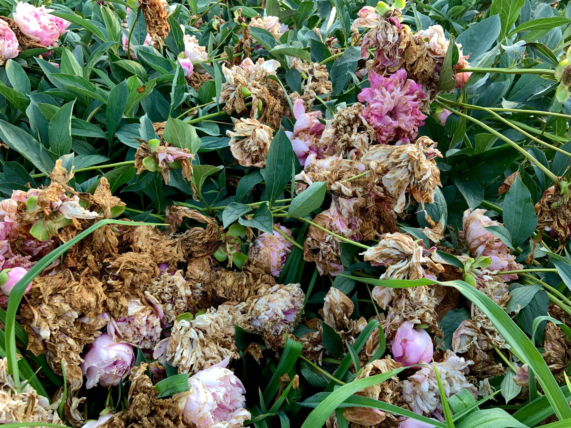 Gardening Experts Share When to Cut Back Peonies - Dengarden