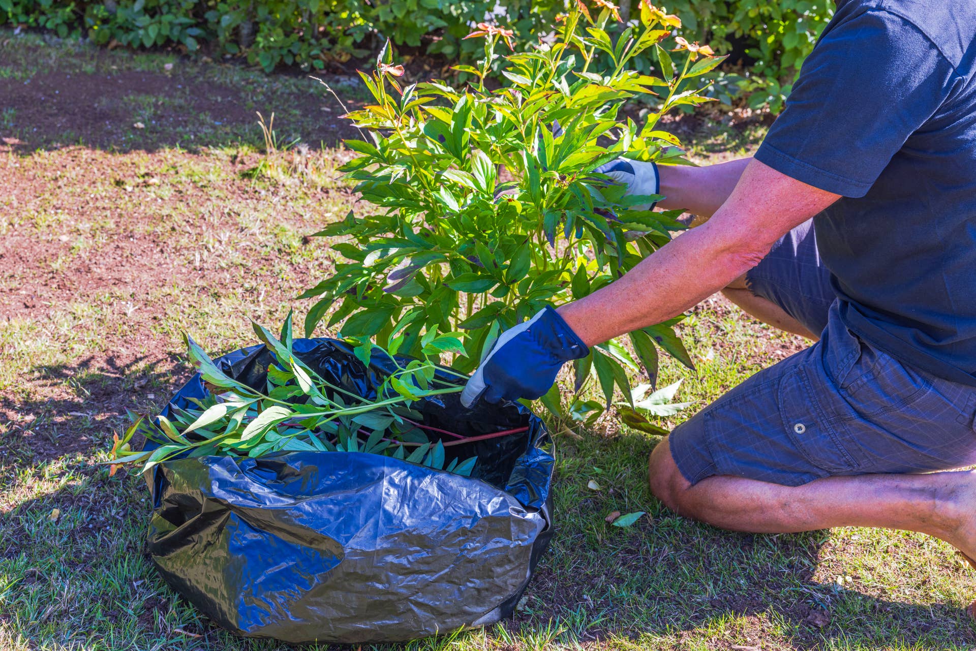 Gardening Experts Share When to Cut Back Peonies - Dengarden