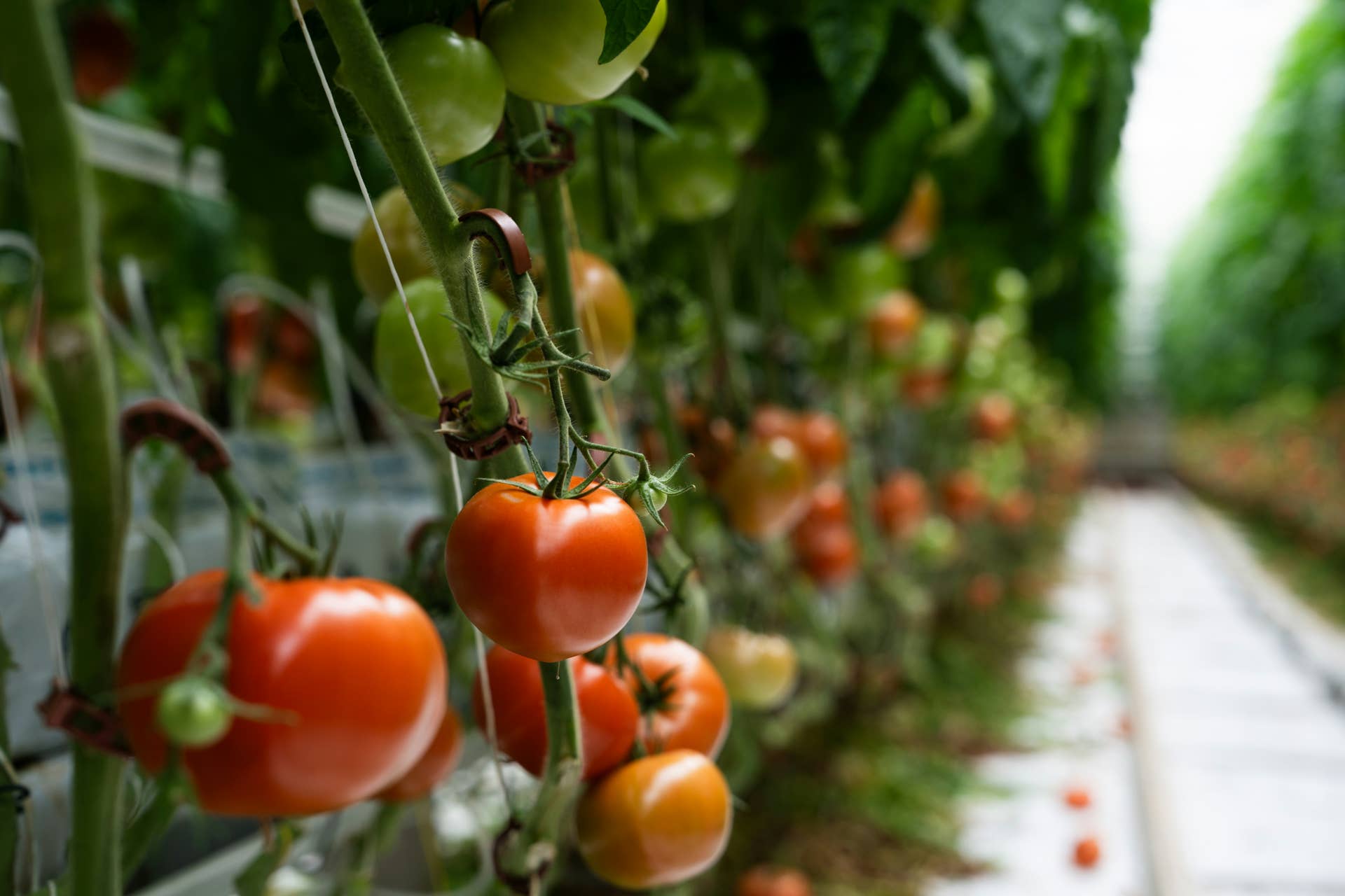The Simple Tomato Trellis Experts Are Choosing Over Bulky Cages - Dengarden