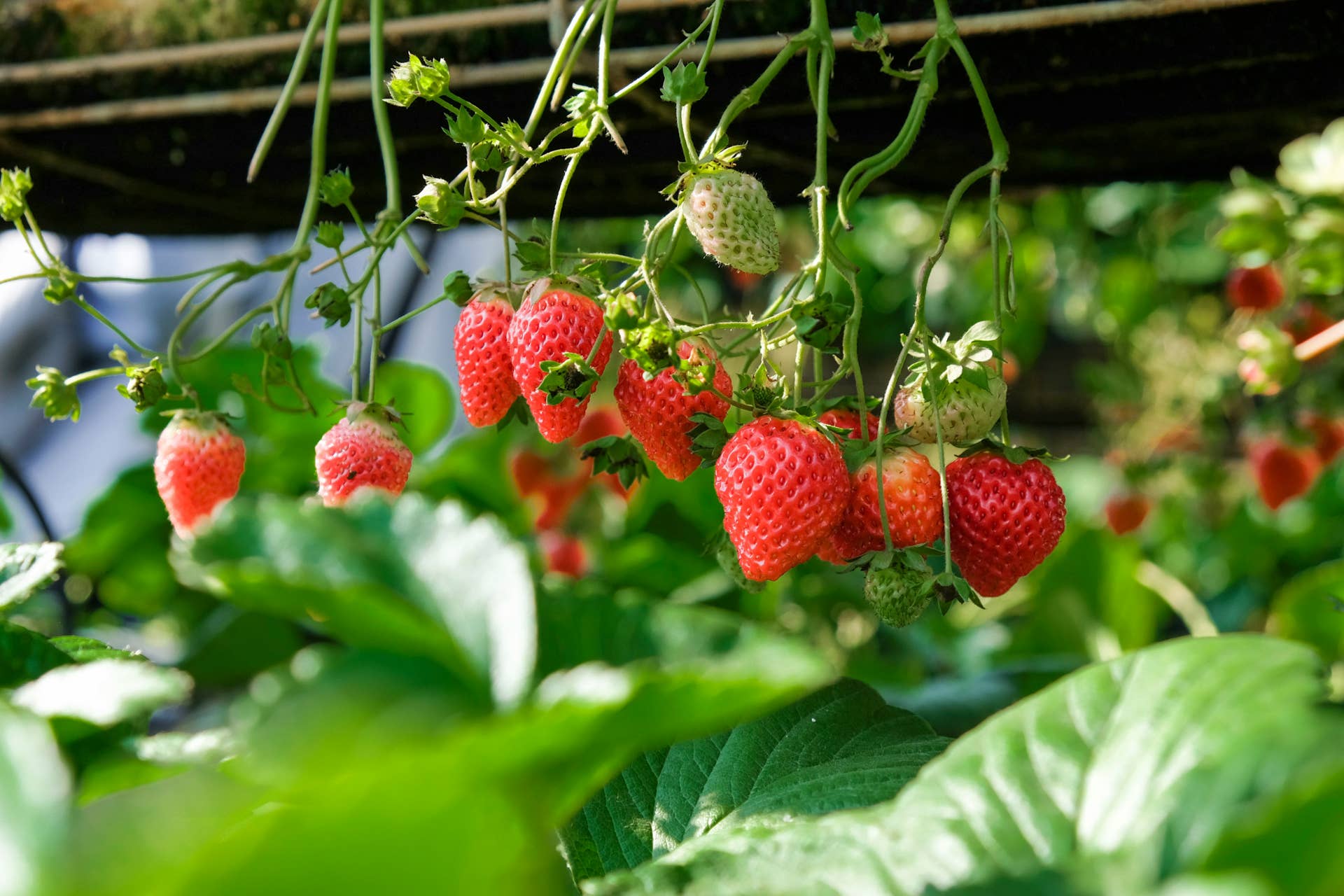Why Your Backyard Strawberries Are Turning Soft and Moldy - Dengarden