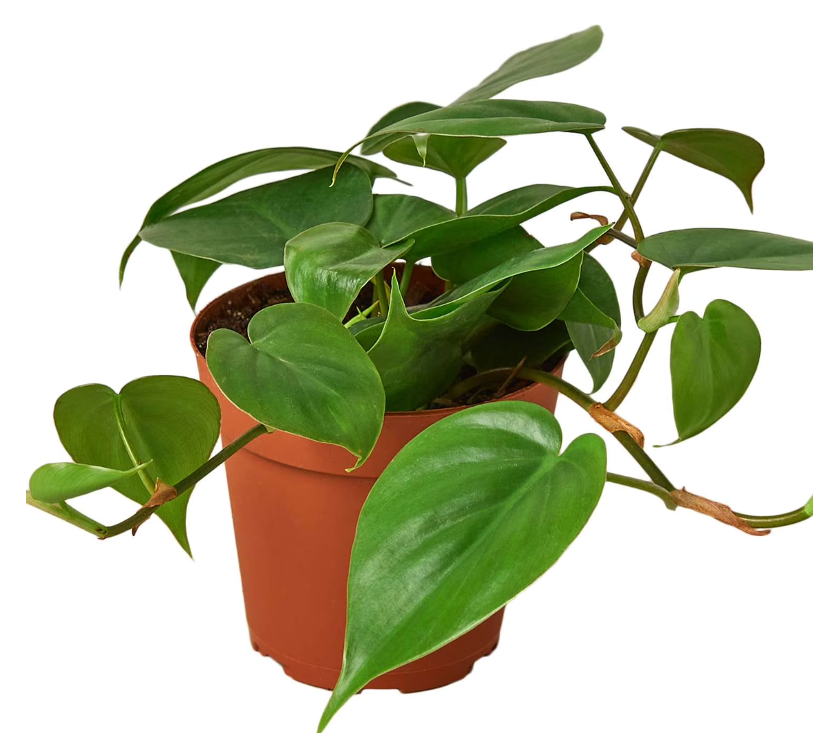 11 Hard-to-Kill Houseplants You Can Easily Order Online - Dengarden