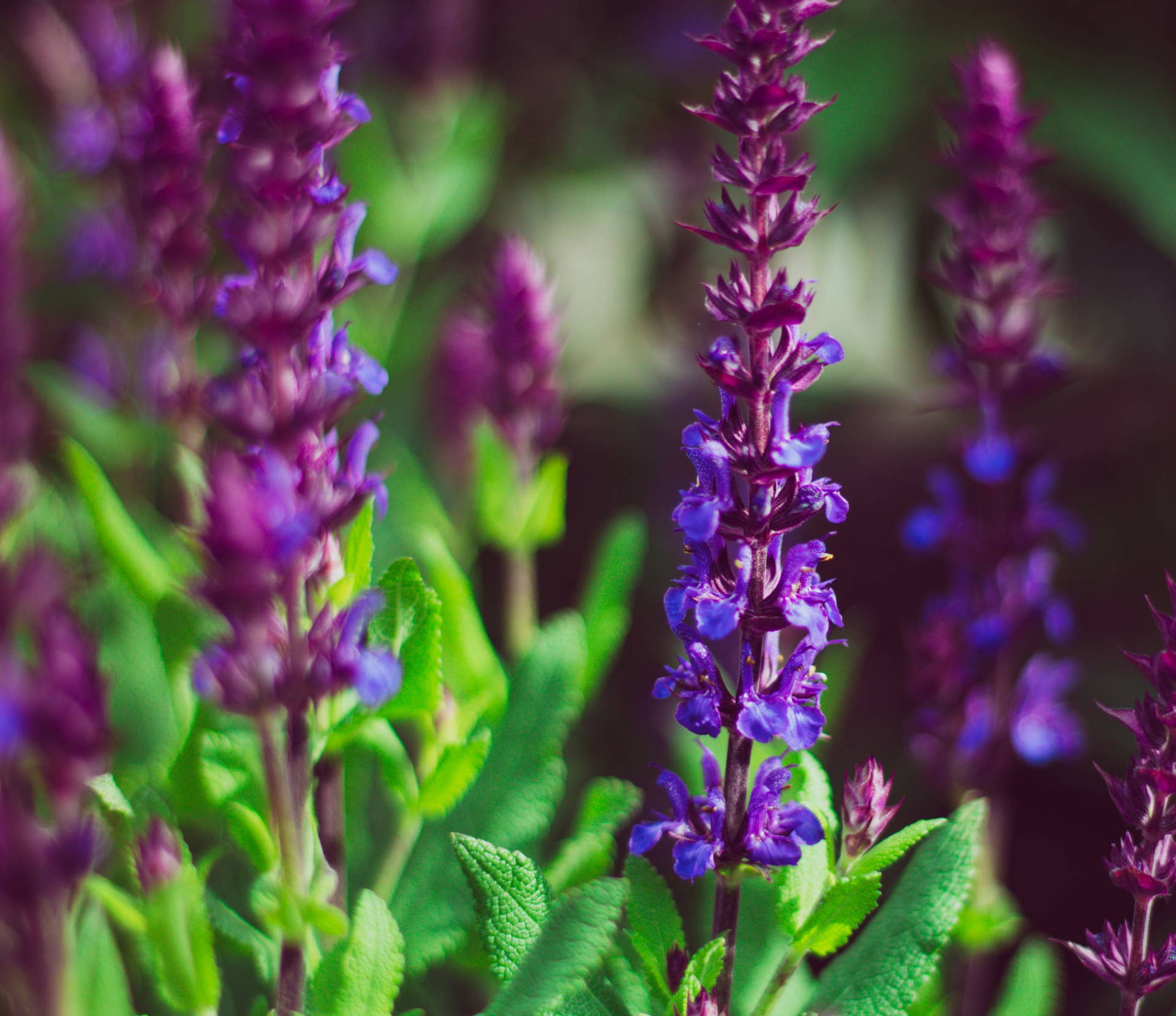 The Salvia Deadheading Tip That Leads to More Vibrant Flowers - Dengarden