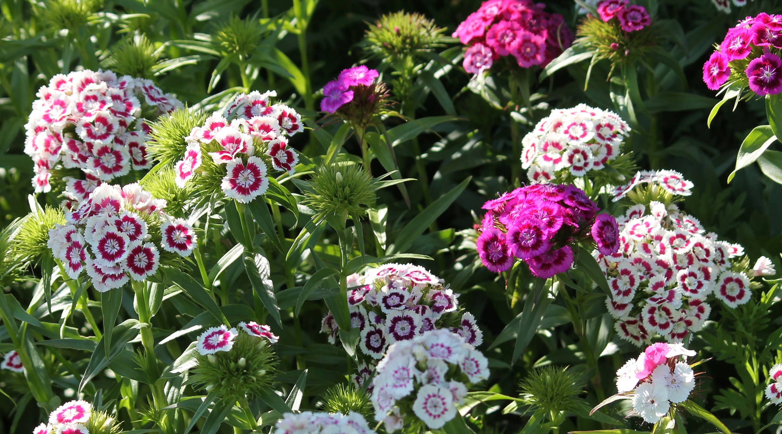 7 Self-Seeding Flowers for a Cottage Garden Look - Dengarden