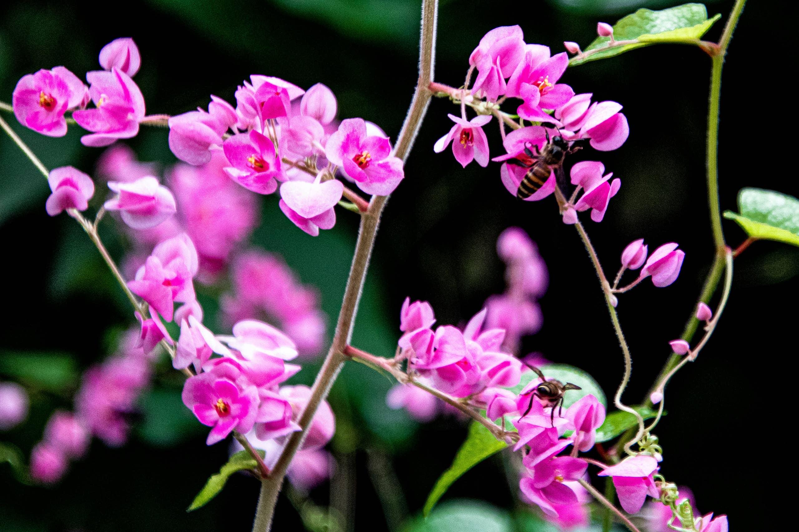 7 Self-Seeding Flowers for a Cottage Garden Look - Dengarden