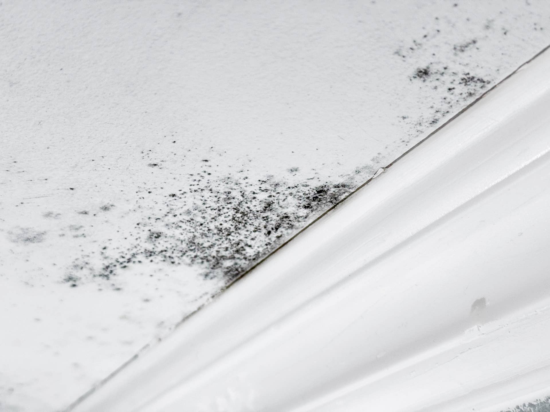 Painting Over Mold Won’t Kill It–You Should Do This Instead - Dengarden