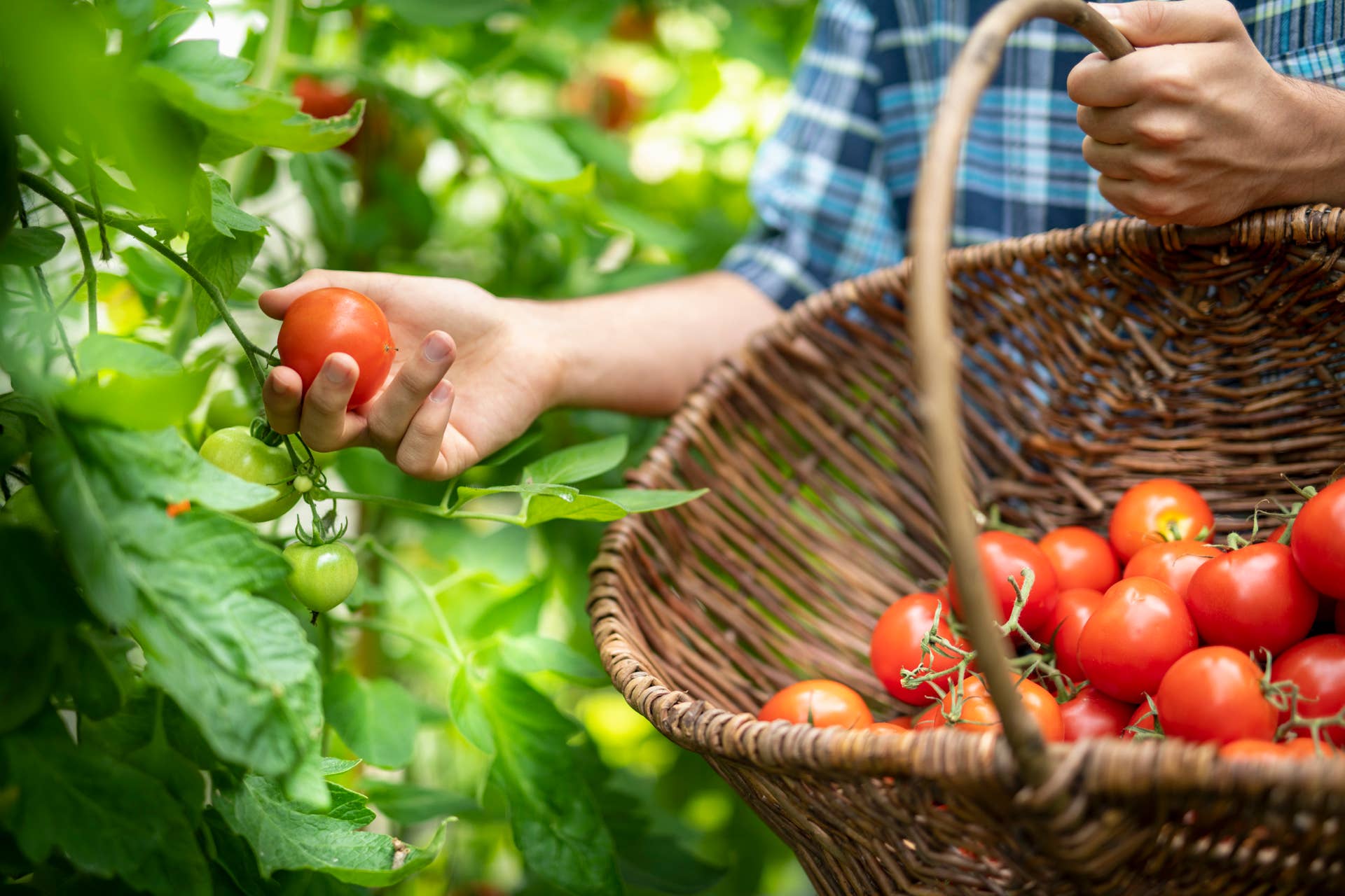 One Simple Tomato Harvesting Trick for Twice the Yield - Dengarden