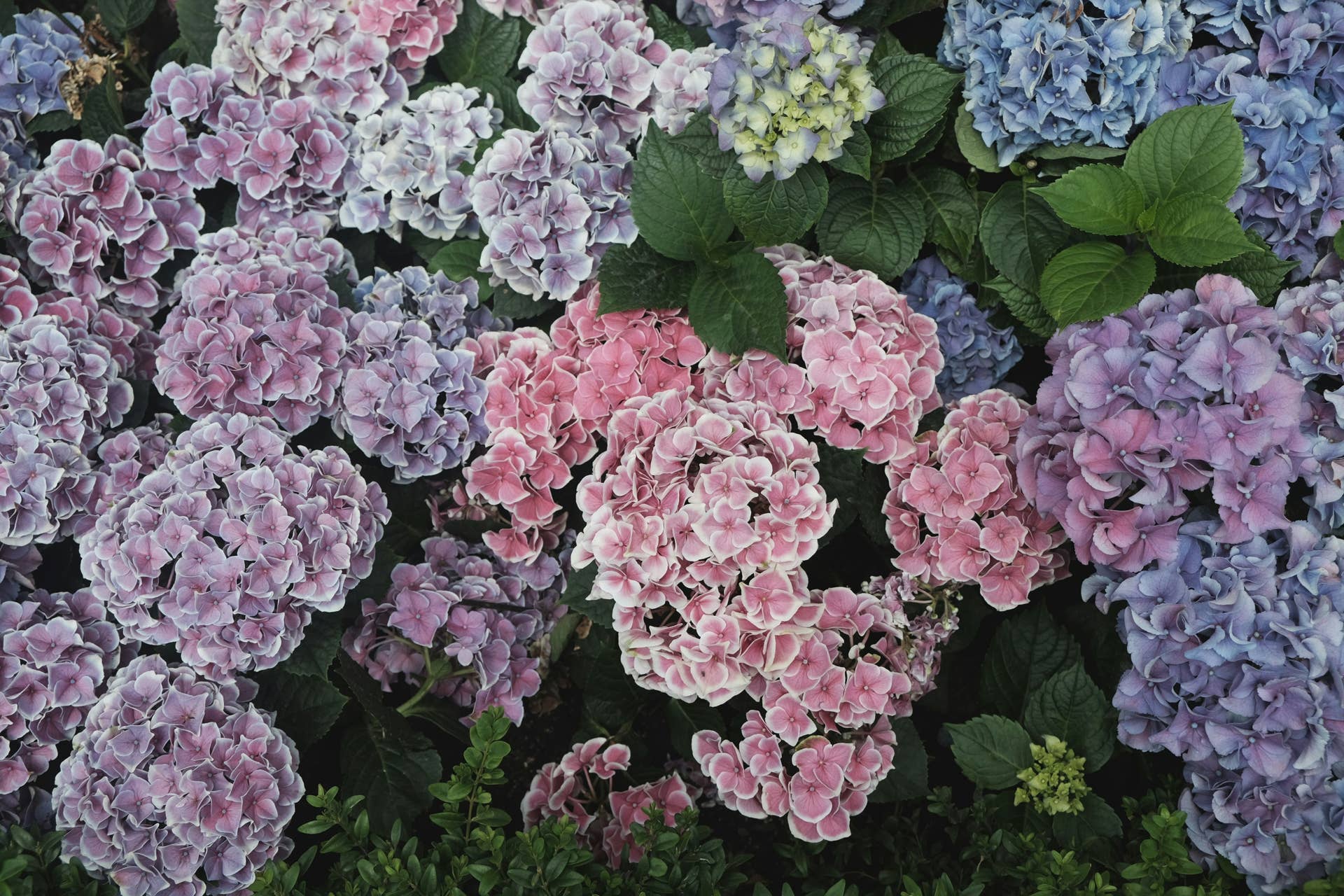 The Easy Way to Save Your Hydrangeas for Fall and Christmas - Dengarden
