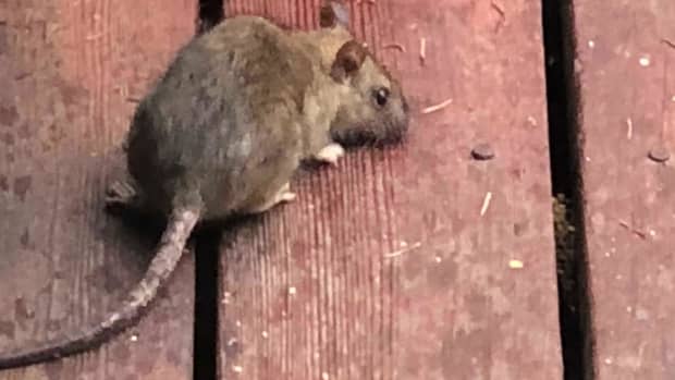 How to Humanely Prevent and Eliminate Rats in Your Home - Dengarden