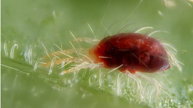 Guide to Parsley Pests - Dengarden