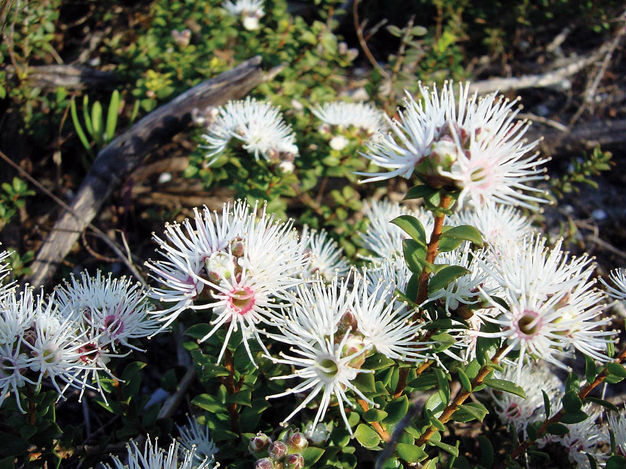 Australian Native Plant Profile: Soap Tree (Alphitonia Excelsa) - Dengarden
