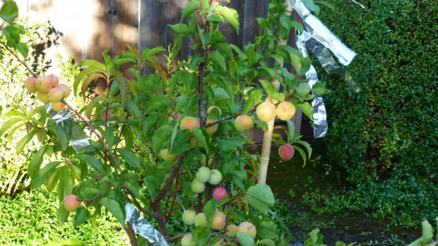 How to Clone Fruit Trees With the Air Layering Method - Dengarden