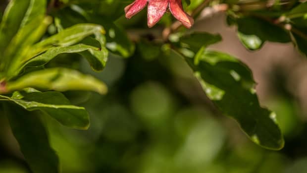 How to Grow a Dwarf Apple Tree - Dengarden