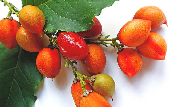 Tropical Taste of Hawaii: The Amazing Abiu Fruit - Dengarden