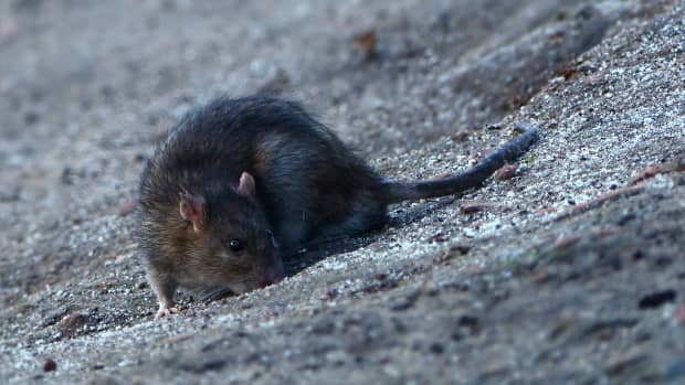 How to Humanely Prevent and Eliminate Rats in Your Home - Dengarden