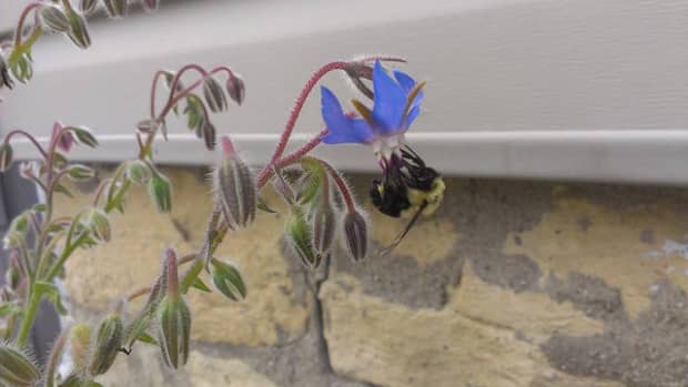 Beneficial Spiders and Insects That Help Your Garden - Dengarden