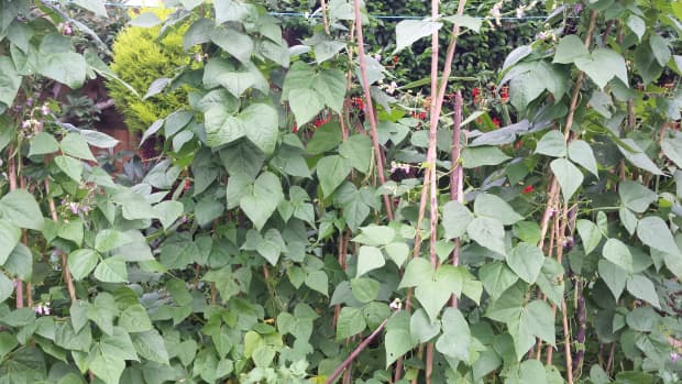 How to Grow Lablab (Hyacinth Bean) - Dengarden