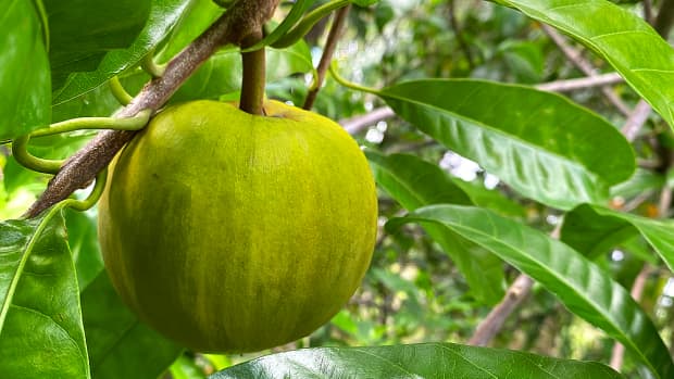 Tropical Taste of Hawaii: The Amazing Abiu Fruit - Dengarden