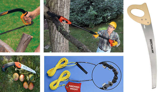 7 Types of Trees With White Bark - Dengarden