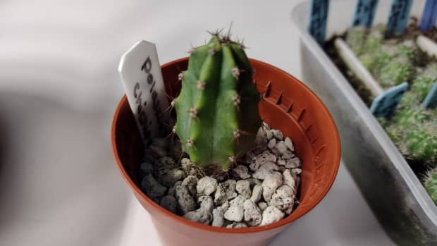 How to Grow Cactus Babies - Dengarden