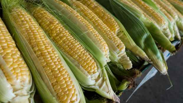 4 Ways to Control Earwig Damage in Your Vegetable Garden - Dengarden