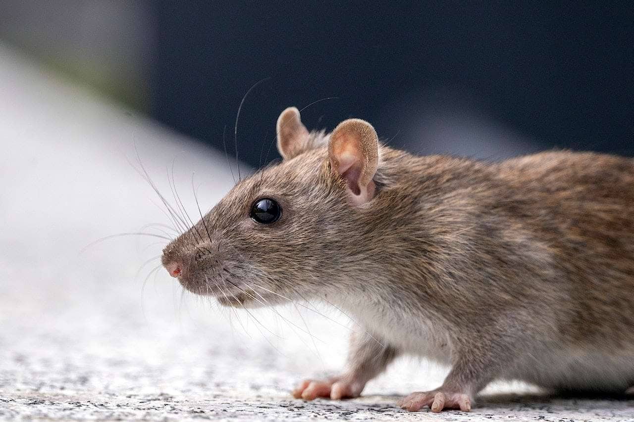 How to Get Rid of Rats Under a Deck - Dengarden