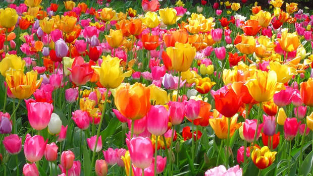 Tips and How-Tos for Planting Flower Gardens - Dengarden