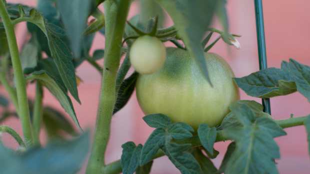 A Beginner's Guide to Growing Tomato Plants - Dengarden