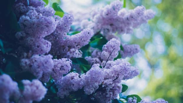 How to Remove a Shrub or Bush From Your Yard - Dengarden