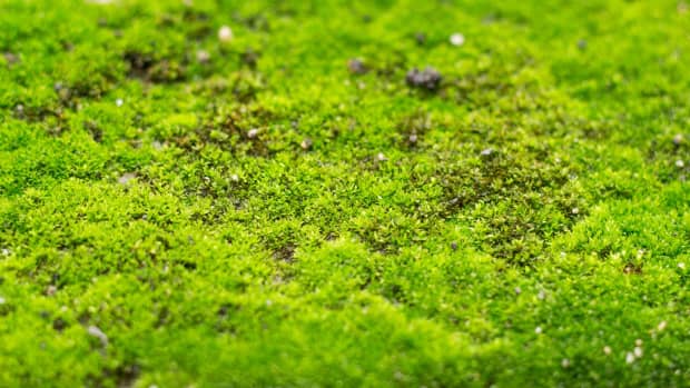 How to Grow and Keep Moss Alive - Dengarden